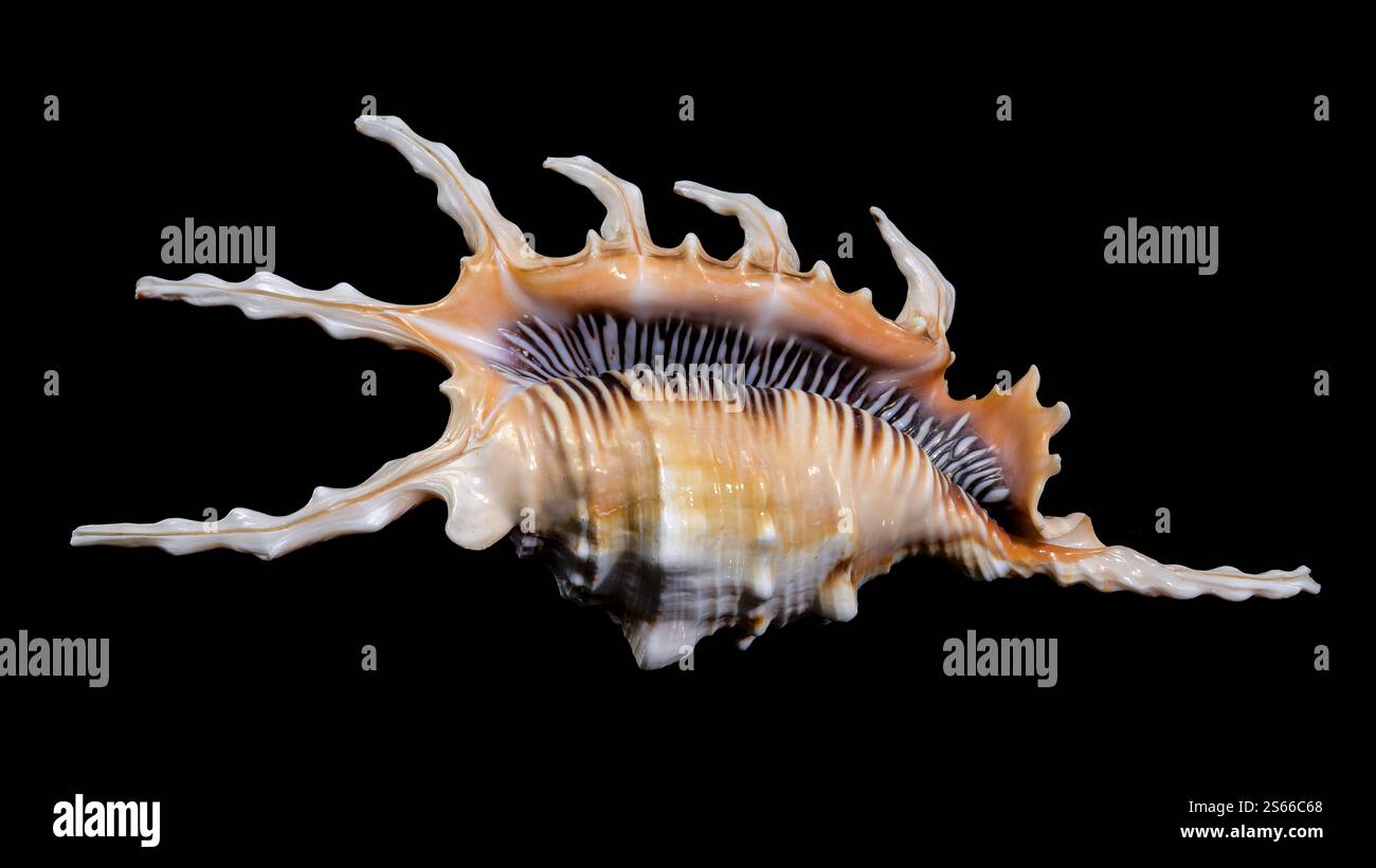 Close-up of a Scorpion Conch Shell on a solid black background. The ...