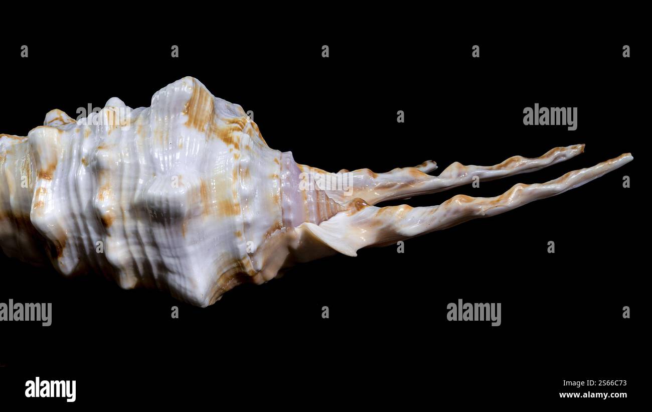 Close-up of a Scorpion Conch Shell on a solid black background. The ...