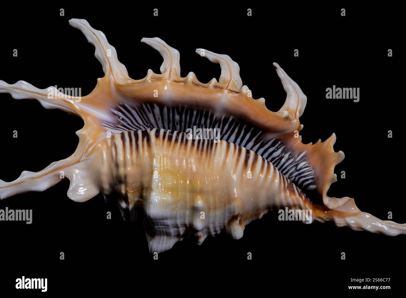 Close-up of a Scorpion Conch Shell on a solid black background. The ...