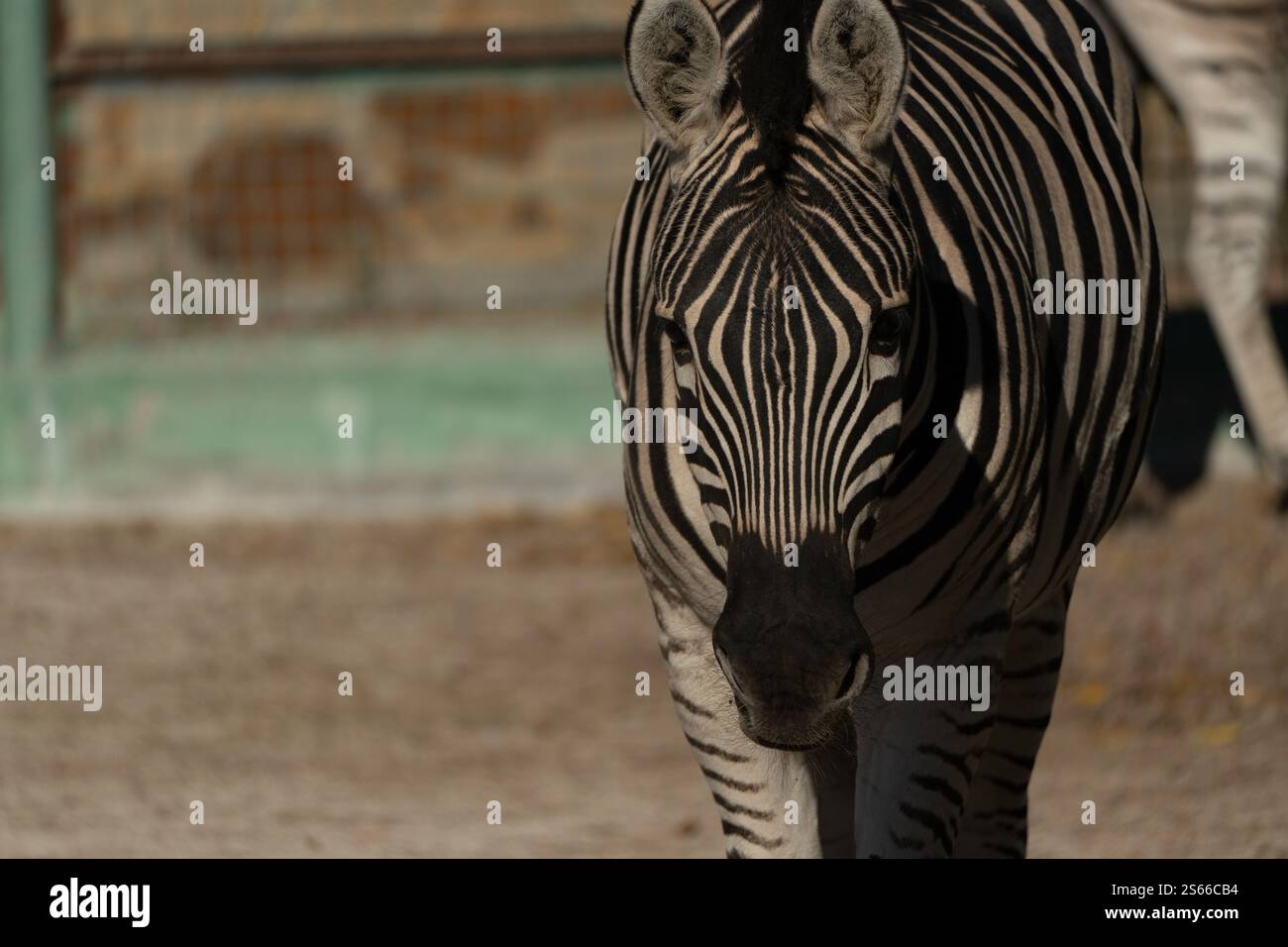 Zebra Zoo Enclosure Captivity: A single Plains zebra walks in a zoo enclosure, likely for ...