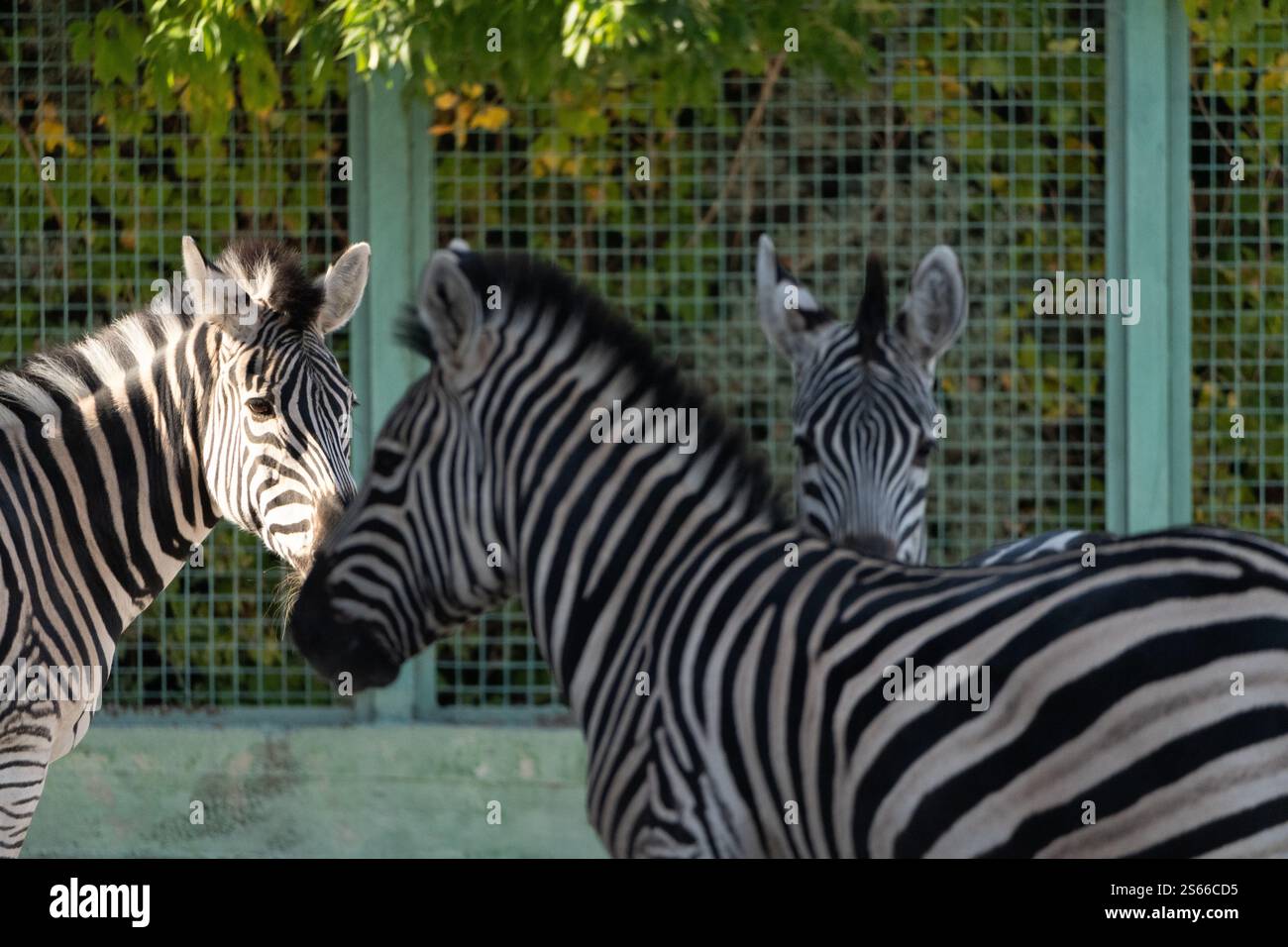 Zebras Enclosure Zoo Animals: Three zebras stand in a zoo enclosure ...