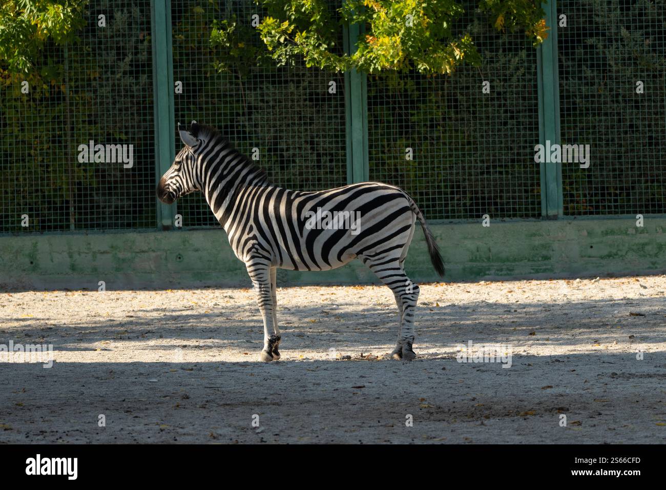 Zebra Zoo Enclosure Animal - A zebra stands in a zoo enclosure Stock ...