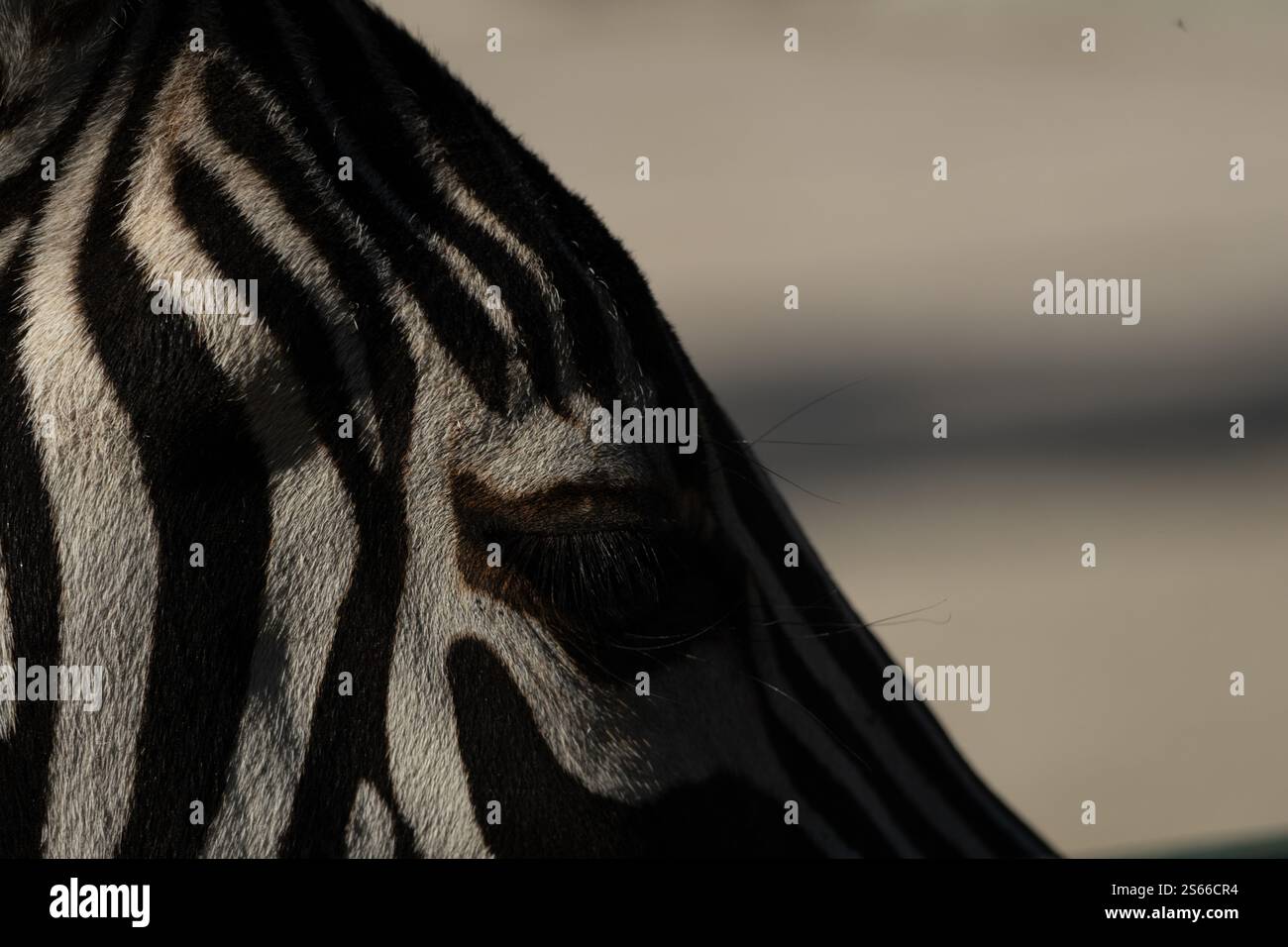 Zebra Eye Closeup, African Savanna, Wildlife Photography: Detailed ...