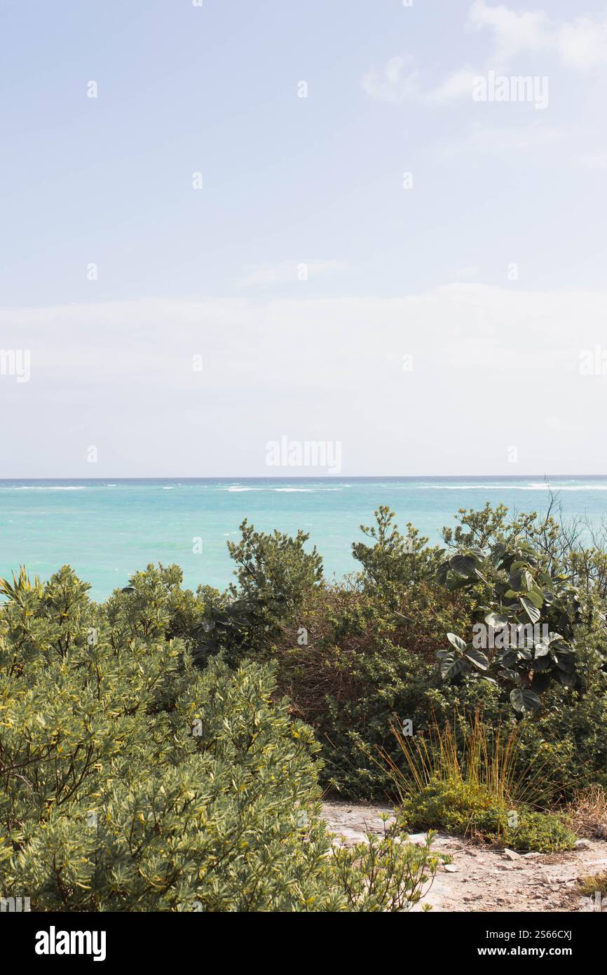 Shot in Tulum, Quintana Roo, Mexico, a bunch of green shrubs and bushes ...