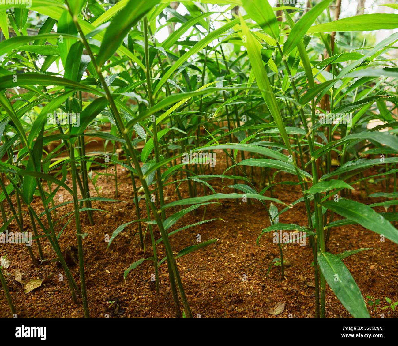 field of ginger plants in close-up view, yong plants with tall, slender green stalks and long ...