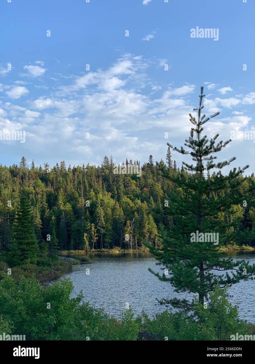 Canadian forest with lake Stock Photo - Alamy
