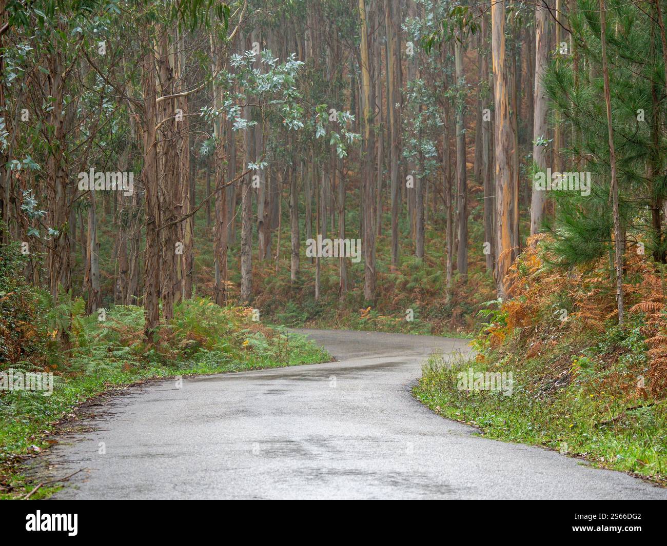 rural road through a Eucalyptus plantation, Xove village, Galicia ...