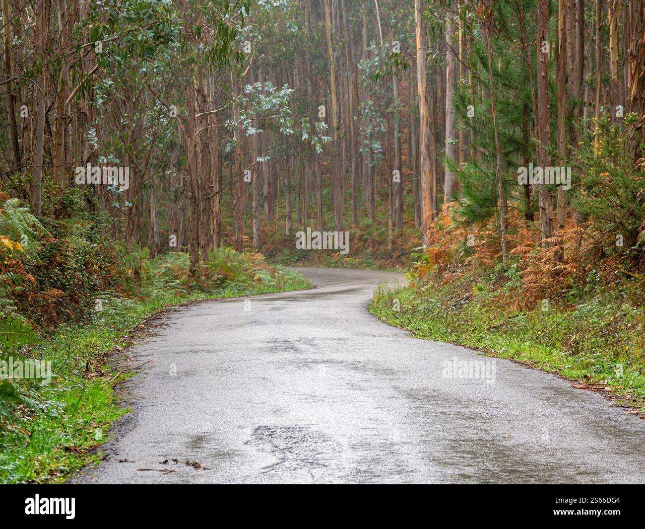rural road through a Eucalyptus plantation, Xove village, Galicia ...