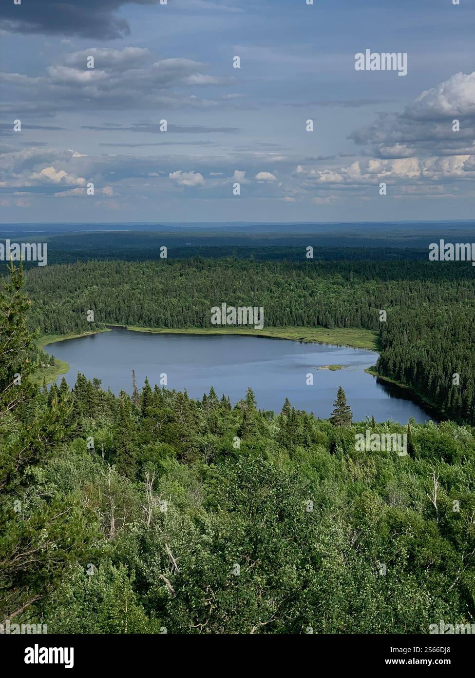 Canadian forest with lake Stock Photo - Alamy
