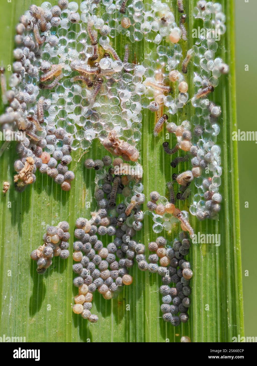 Moth caterpillars hatching from their eggs Stock Photo - Alamy