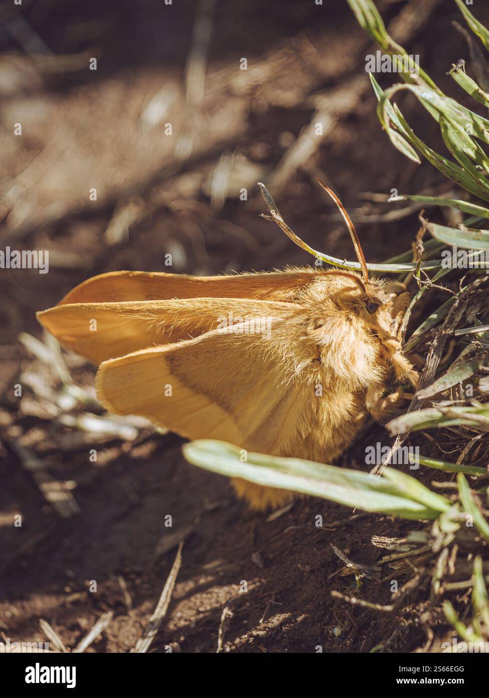 A female Oak Eggar moth Stock Photo - Alamy
