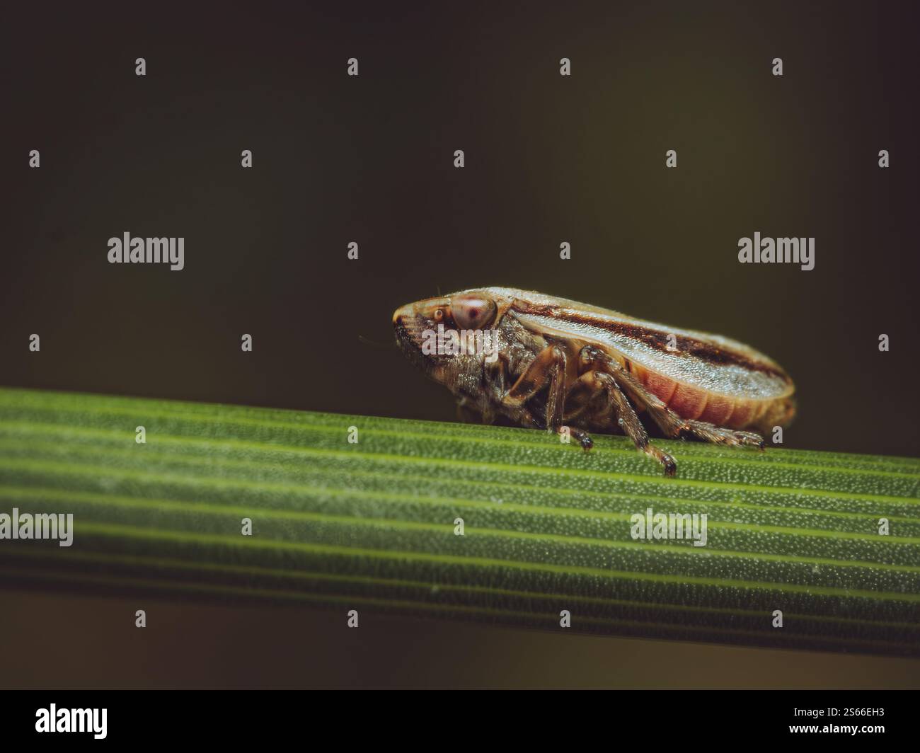 A close-up of a Common froghopper in the UK Stock Photo - Alamy