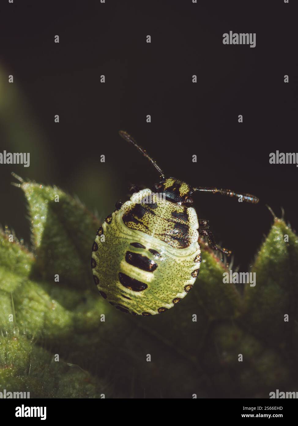 Common green shield bug nymph Stock Photo - Alamy
