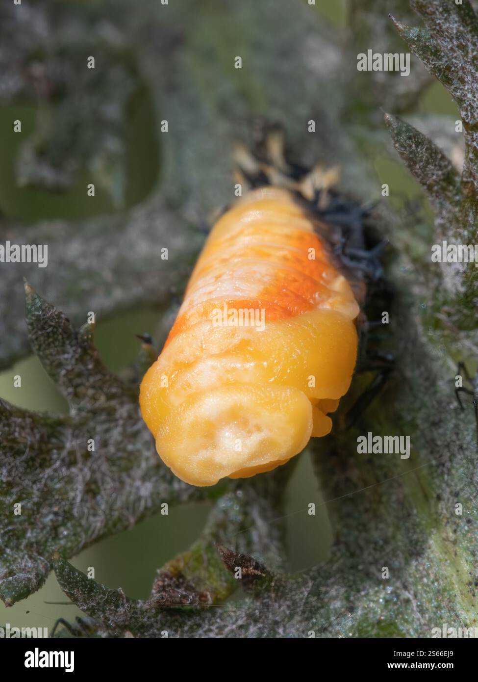 A ladybird larva leaving it's larval skin and becoming a Ladybird Stock ...