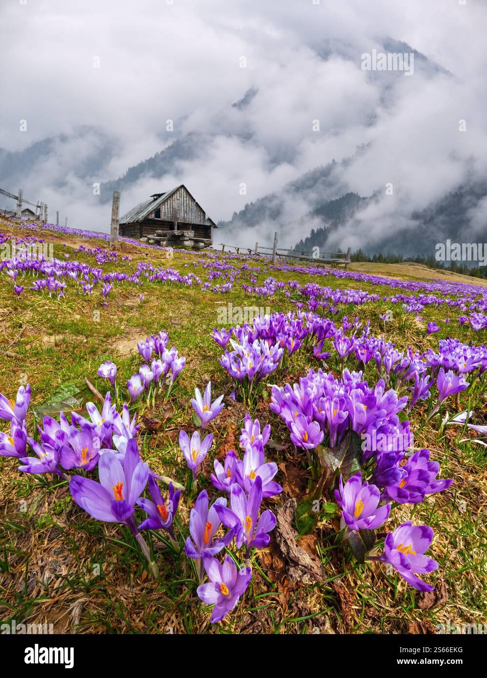 Blooming purple violet Crocus heuffelianus (vernus) alpine flowers on ...