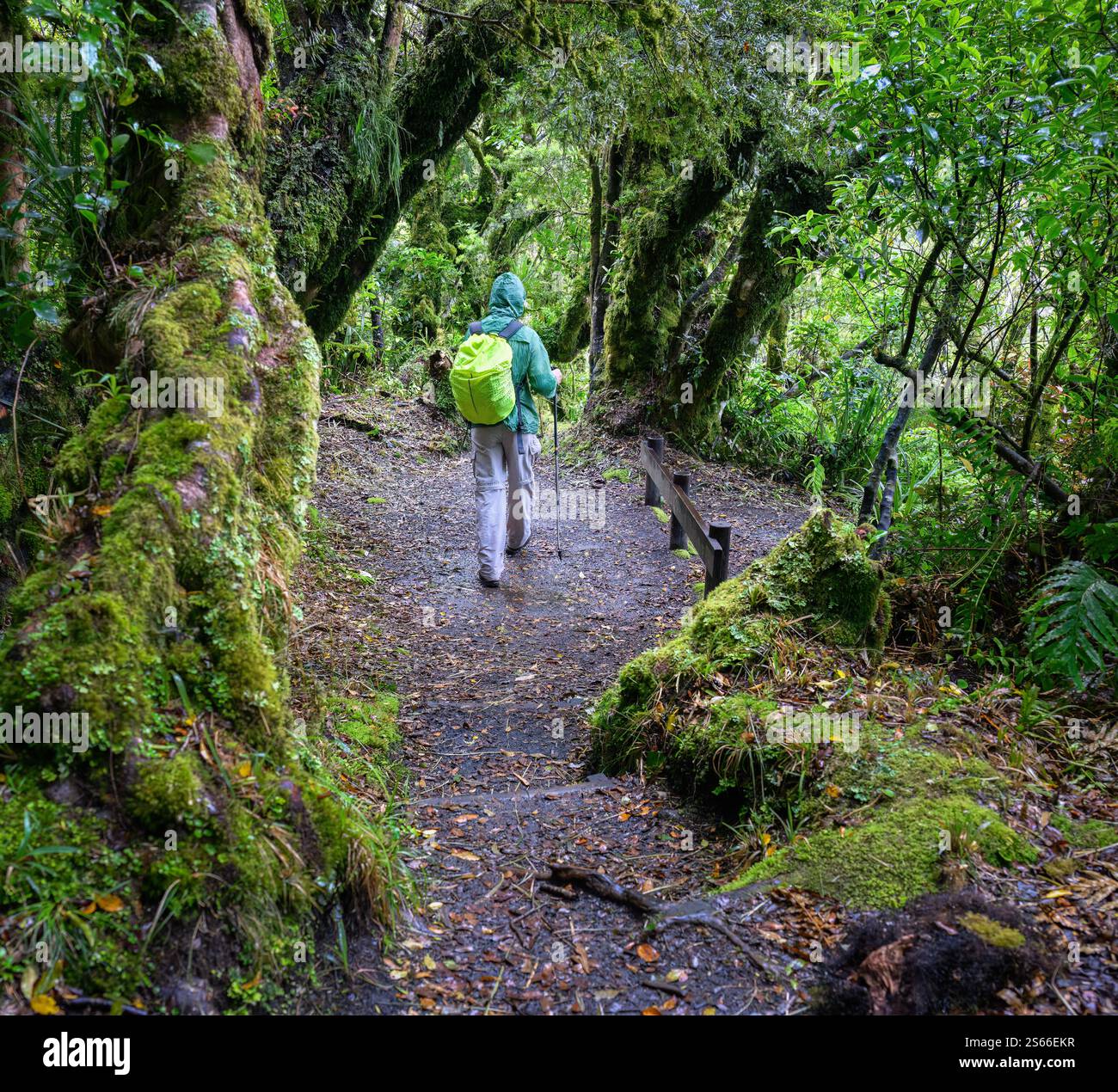 Man hiking in the moss-covered forest at Dawson Falls track in the rain ...