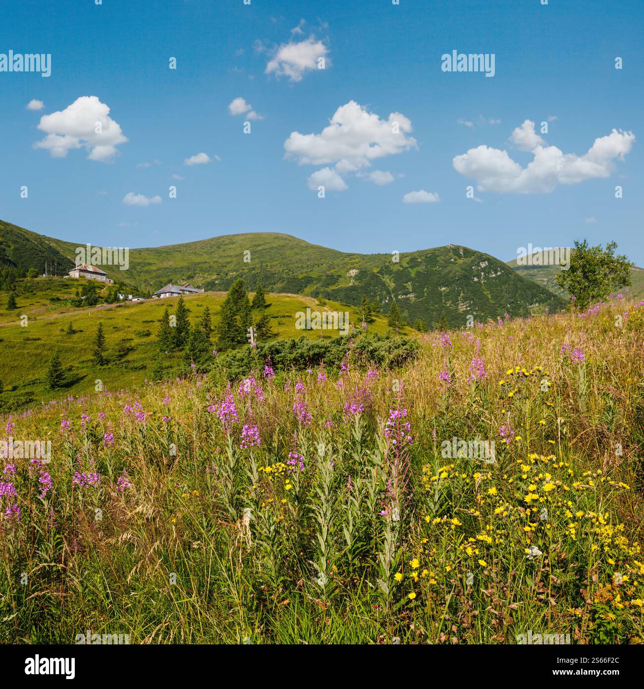 Pink blooming Sally and yellow hypericum flowers on summer mountain ...