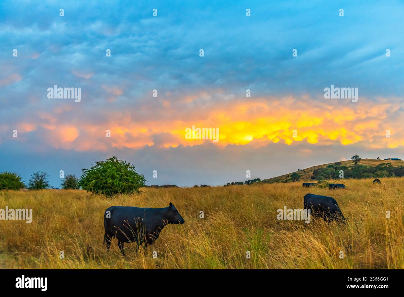 Sunset, cows and mammatus clouds after the storm on the outskirts of ...