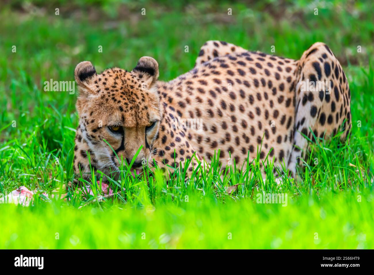Cheetah lying in the grass eating some raw meat. Cheetah's are native ...