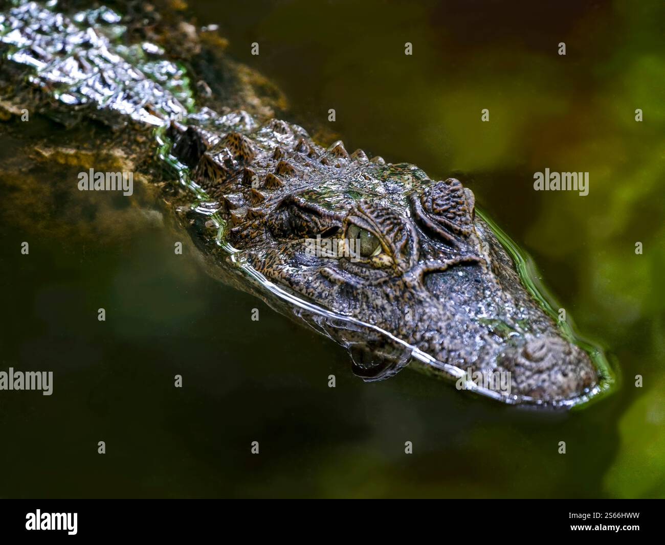 A spectacled caiman (Caiman crocodilus) also known as a crocodile ...