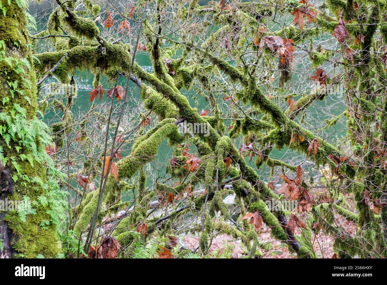 Moss on spruce and tree trunks in a Washington state forest Stock Photo ...