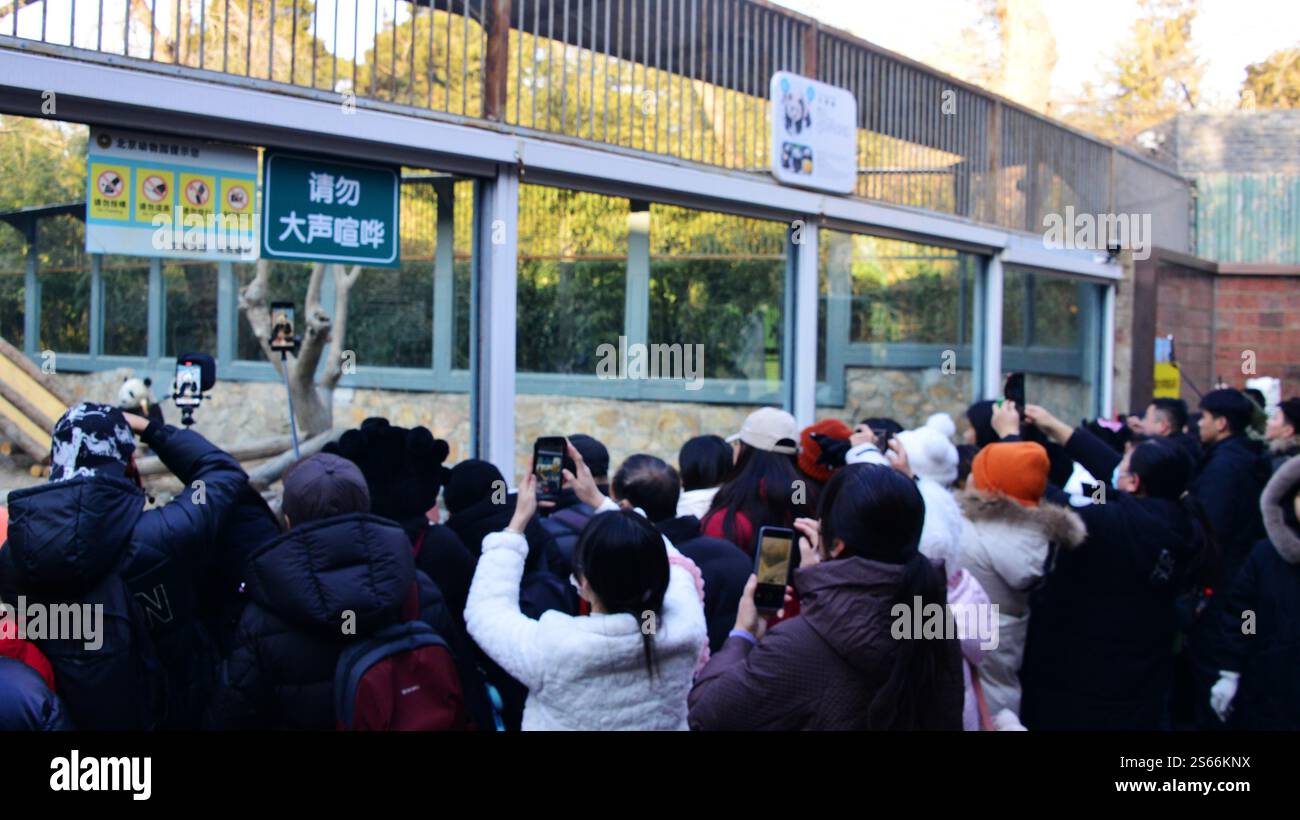 Giant panda Meng Lan eats food at Beijing Zoo, Beijing, China, 13 ...