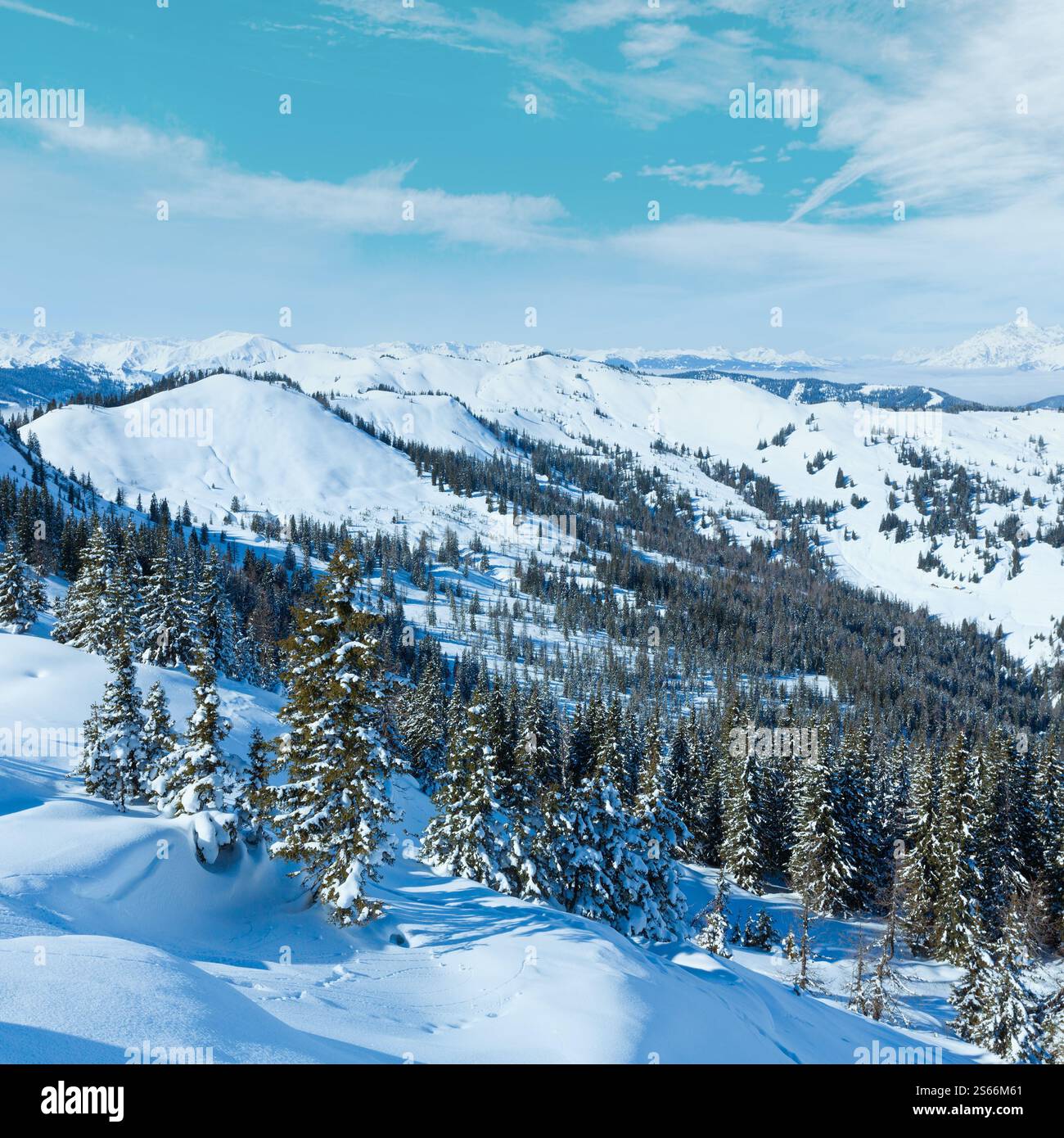 Winter mountain landscape with snowy spruce trees on slope (Hochkoenig ...