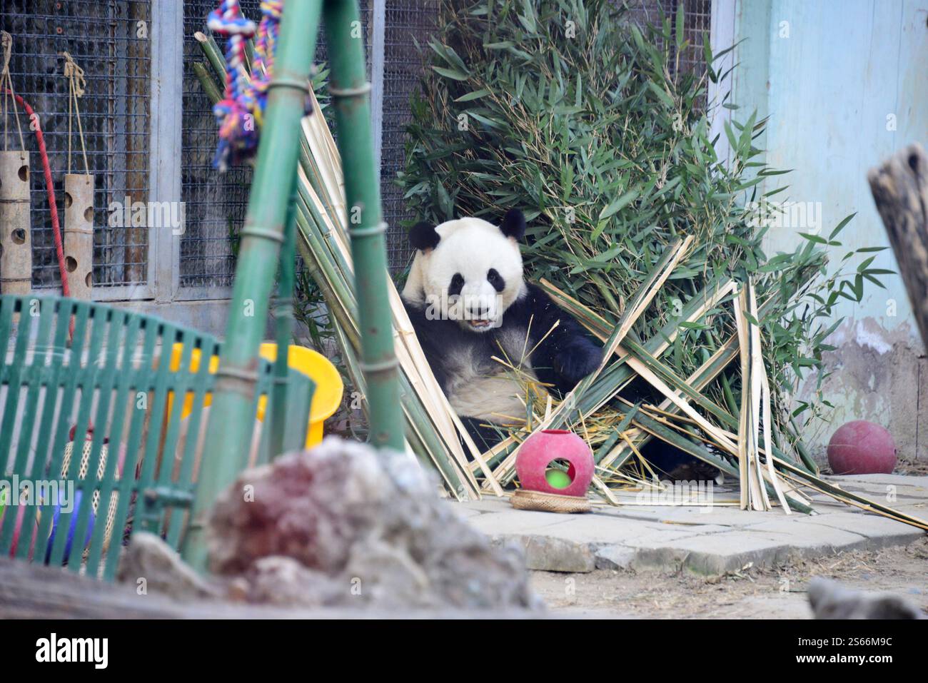 Giant panda Meng Lan eats food at Beijing Zoo, Beijing, China, 13 ...