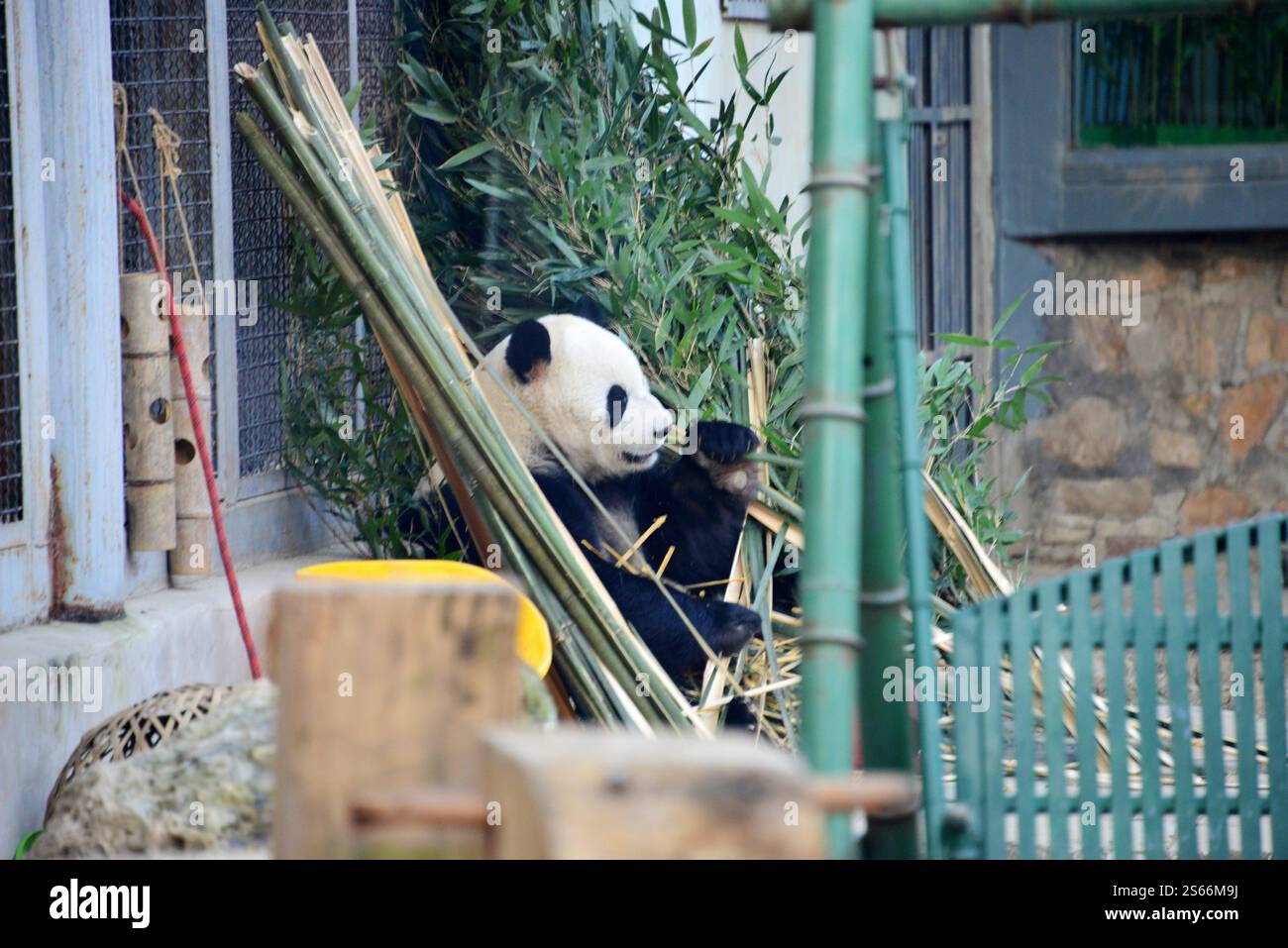 Giant panda Meng Lan eats food at Beijing Zoo, Beijing, China, 13 ...
