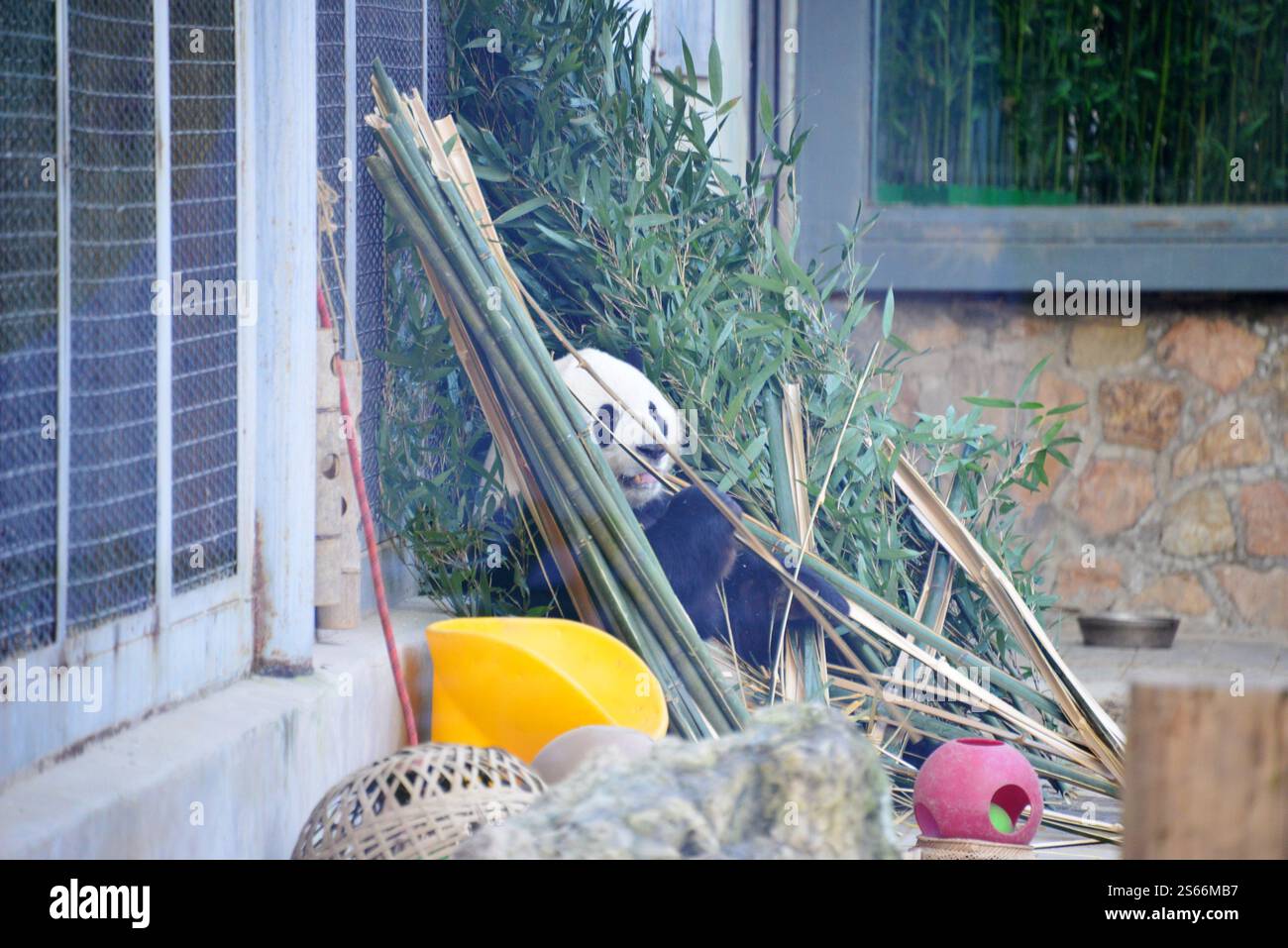 Giant panda Meng Lan eats food at Beijing Zoo, Beijing, China, 13 ...