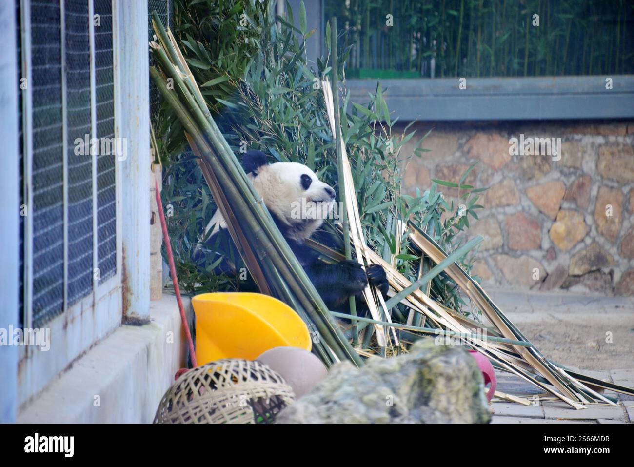Giant panda Meng Lan eats food at Beijing Zoo, Beijing, China, 13 ...