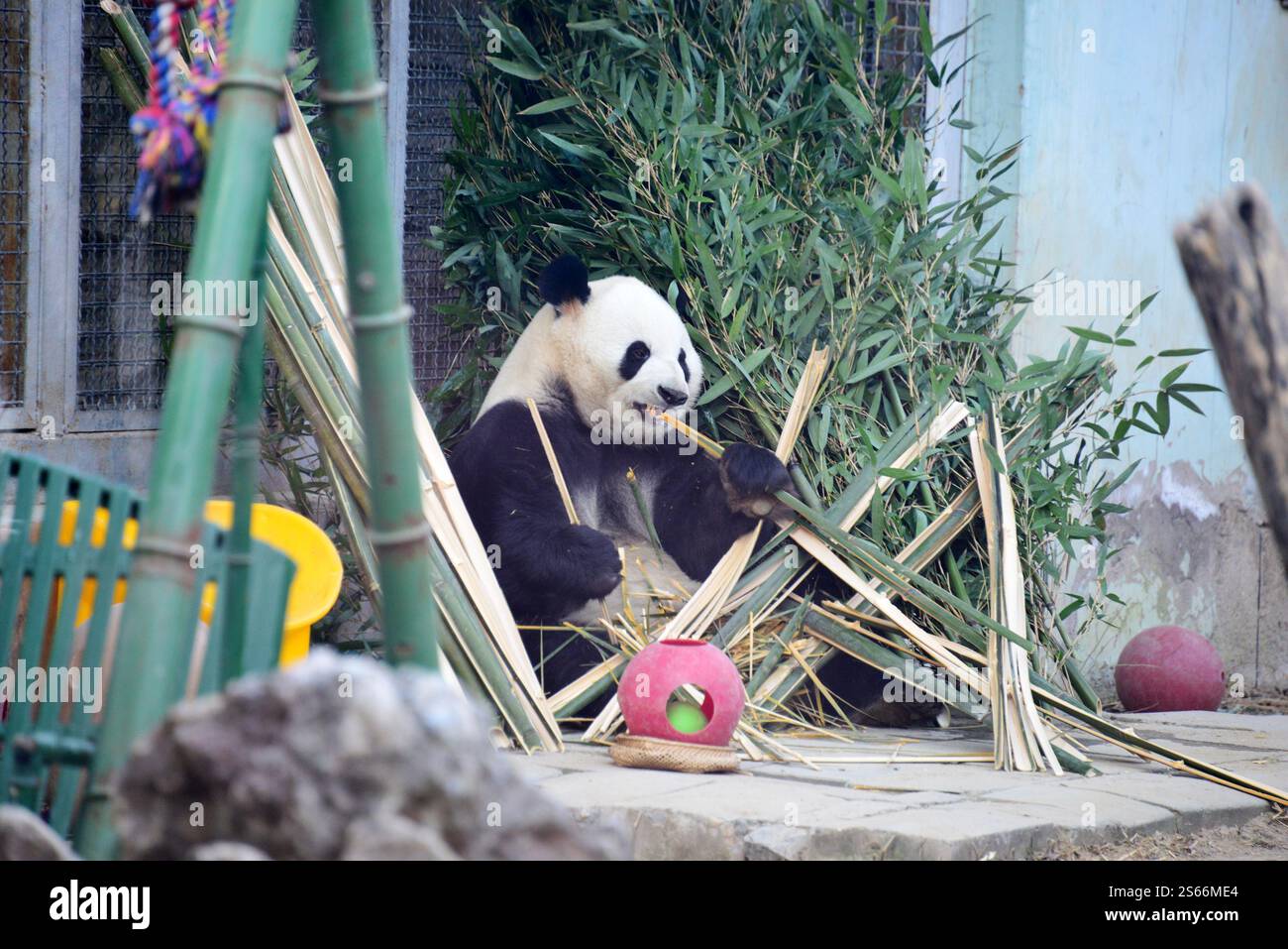 Giant panda Meng Lan eats food at Beijing Zoo, Beijing, China, 13 ...