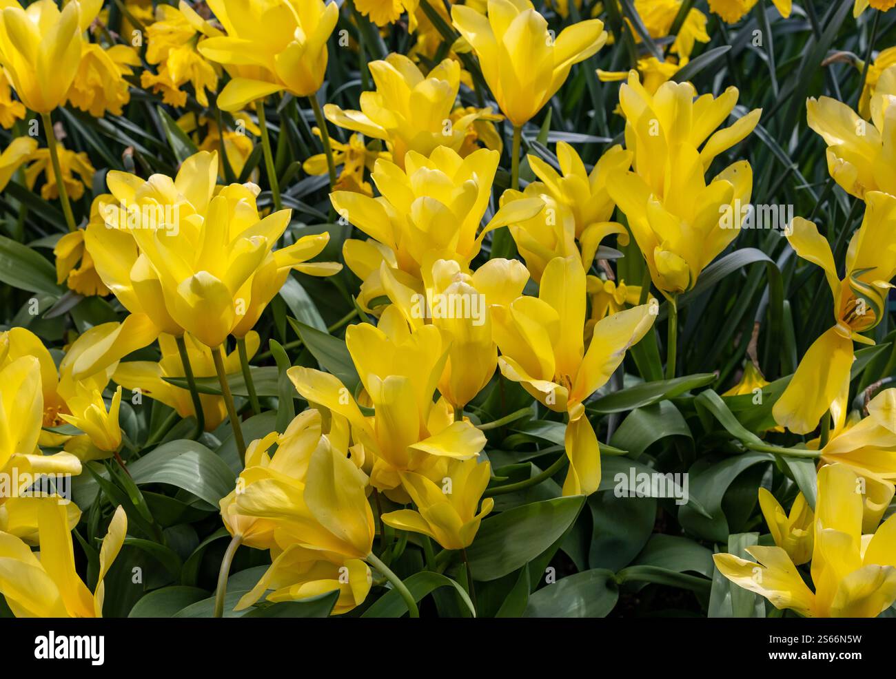 Yellow tulips Yellow Empress called, lily flowered group. Tulips are ...