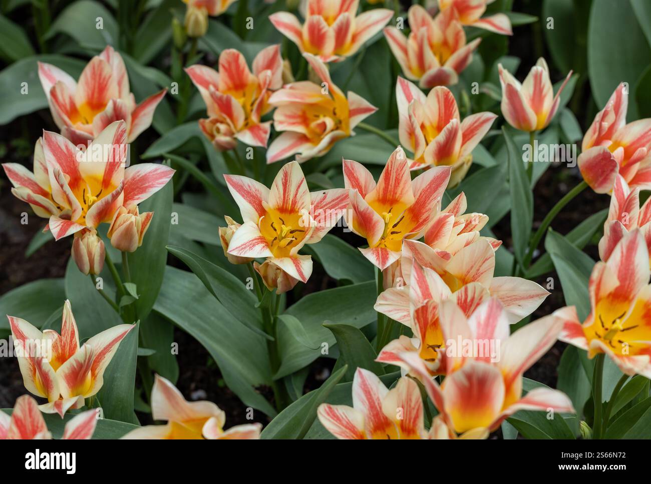 Colorful tulip called Quebec. Lily flowered group. Tulips are divided ...