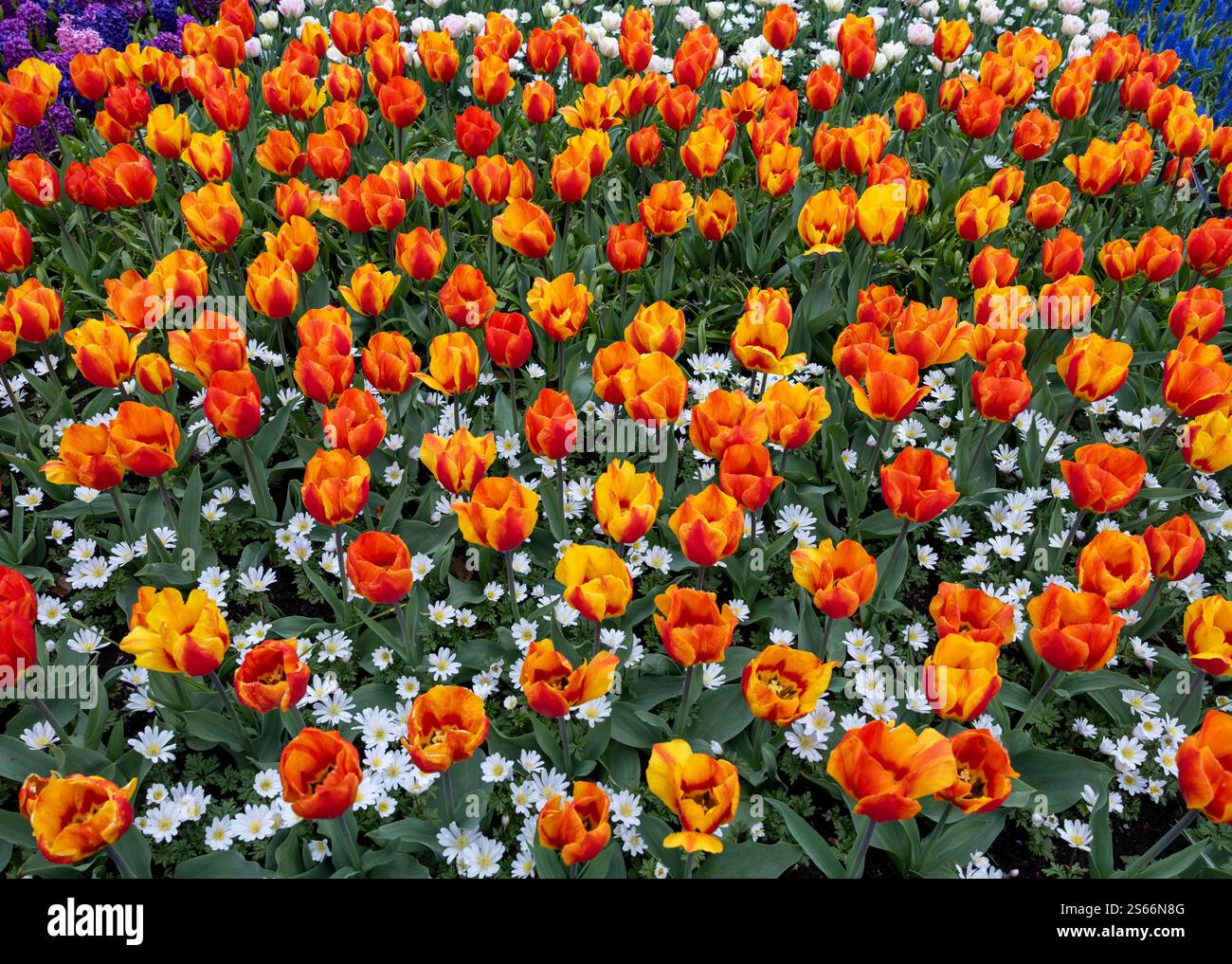 Anemone White Splendour and Tulip Lighting Sun from Darwin Hybrid group ...
