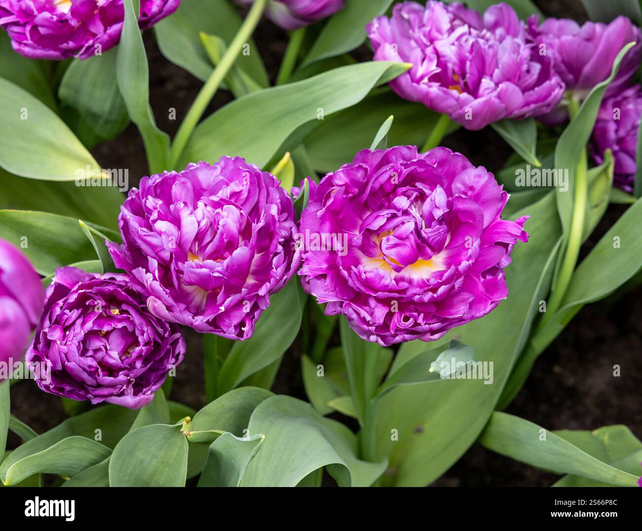 Tulip called Duoble flag, Double Early group. Tulips are divided into ...