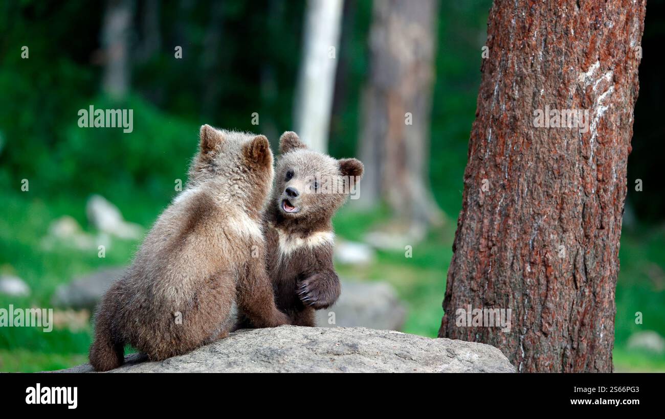 Brown bear cubs in Finland Stock Photo - Alamy