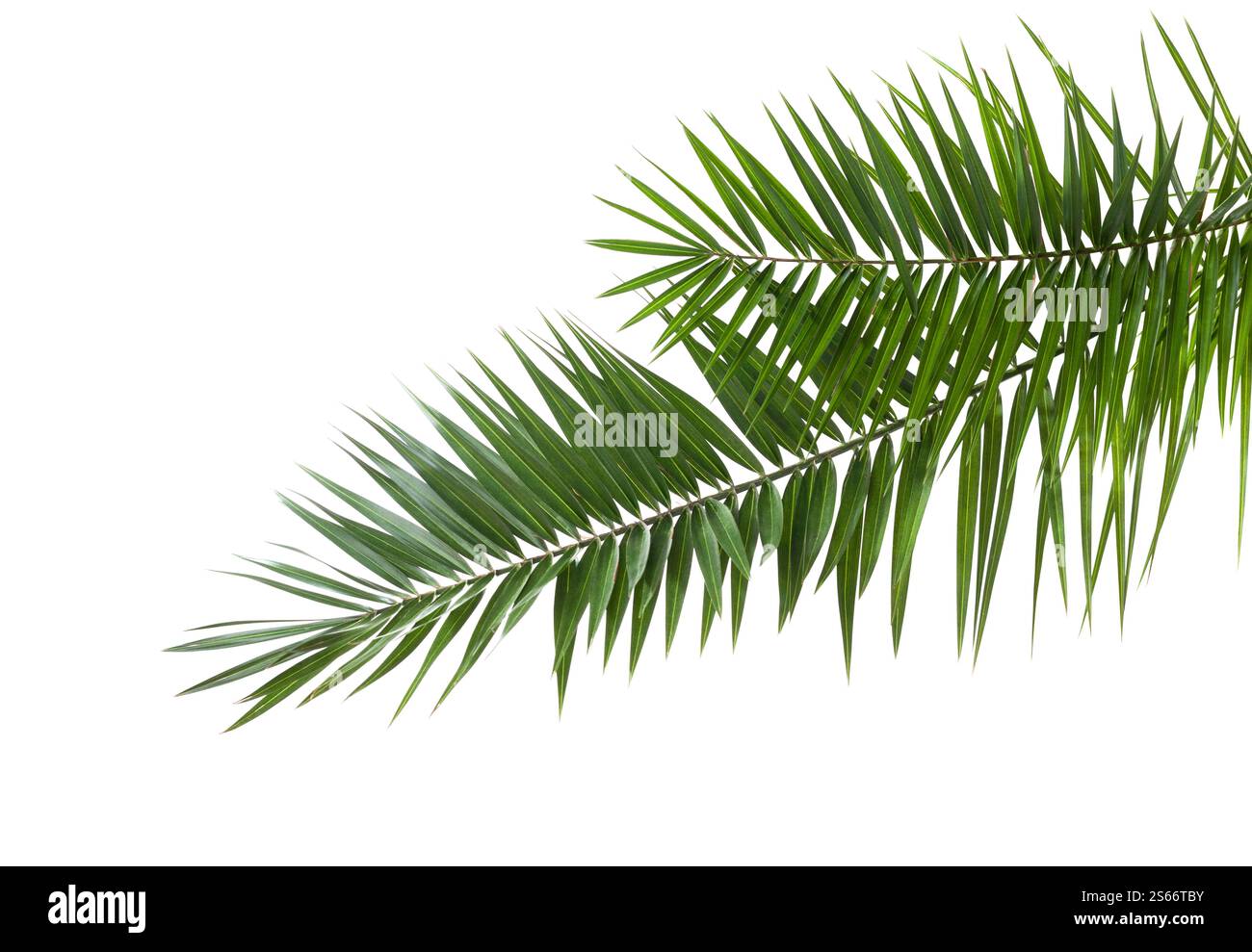 Two Date Palm leaves isolated on white background Stock Photo - Alamy