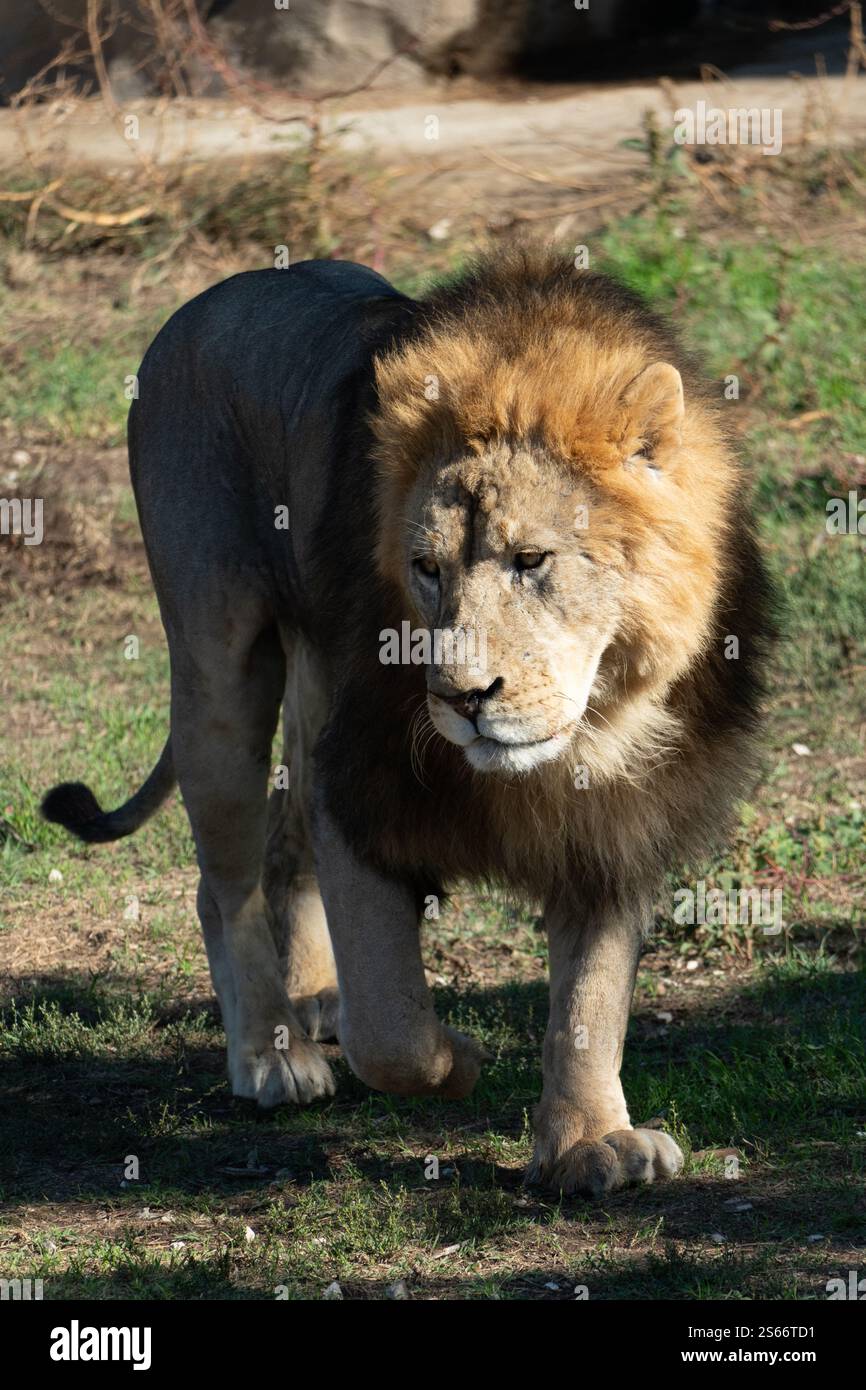 Lion Walking Grass Zoo Enclosure Stock Photo - Alamy