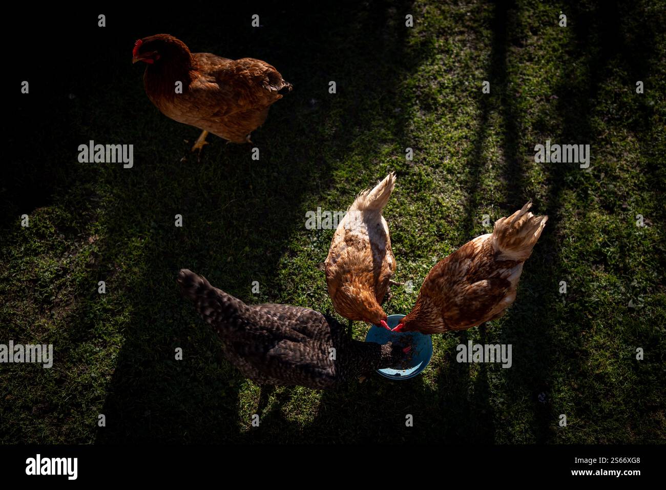 Chickens living in a backyard in Vancouver, B.C., Sunday, Jan. 12, 2025 ...