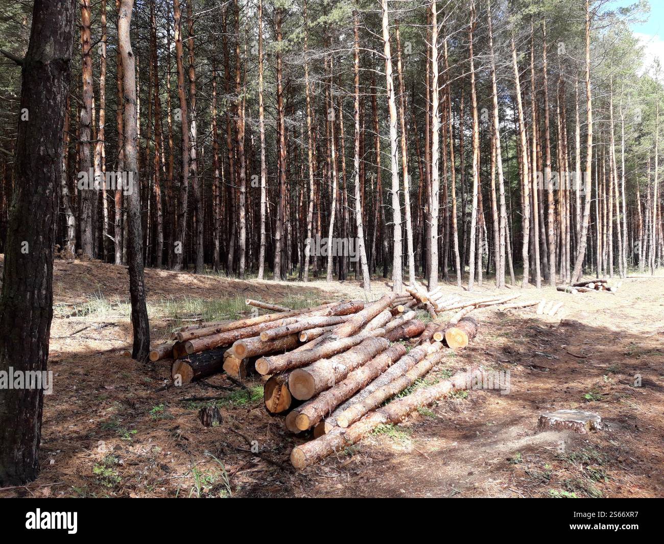 Human invasion of nature. Massive deforestation for construction ...