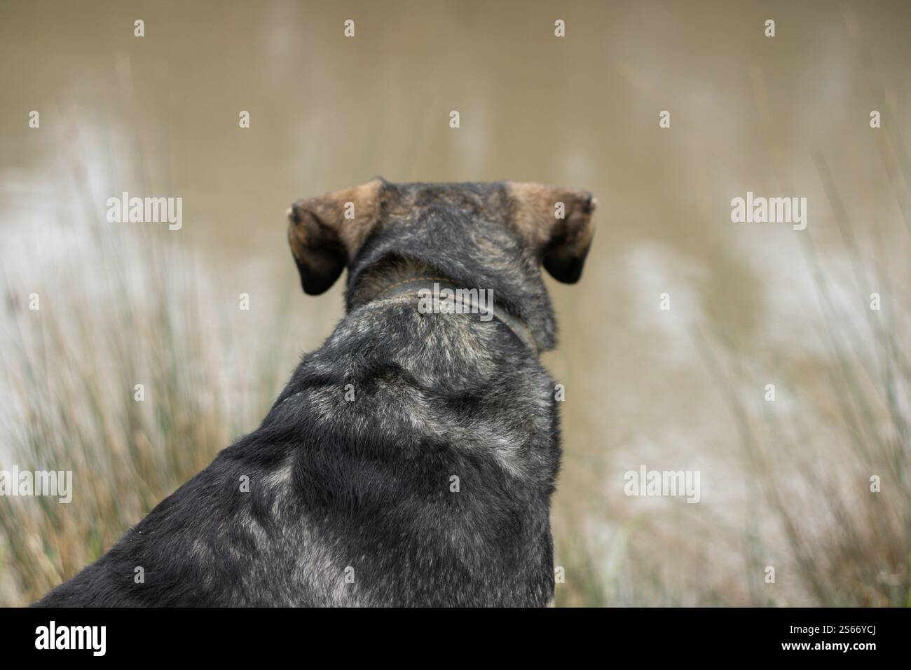 Dog sitting from behind hi-res stock photography and images - Alamy