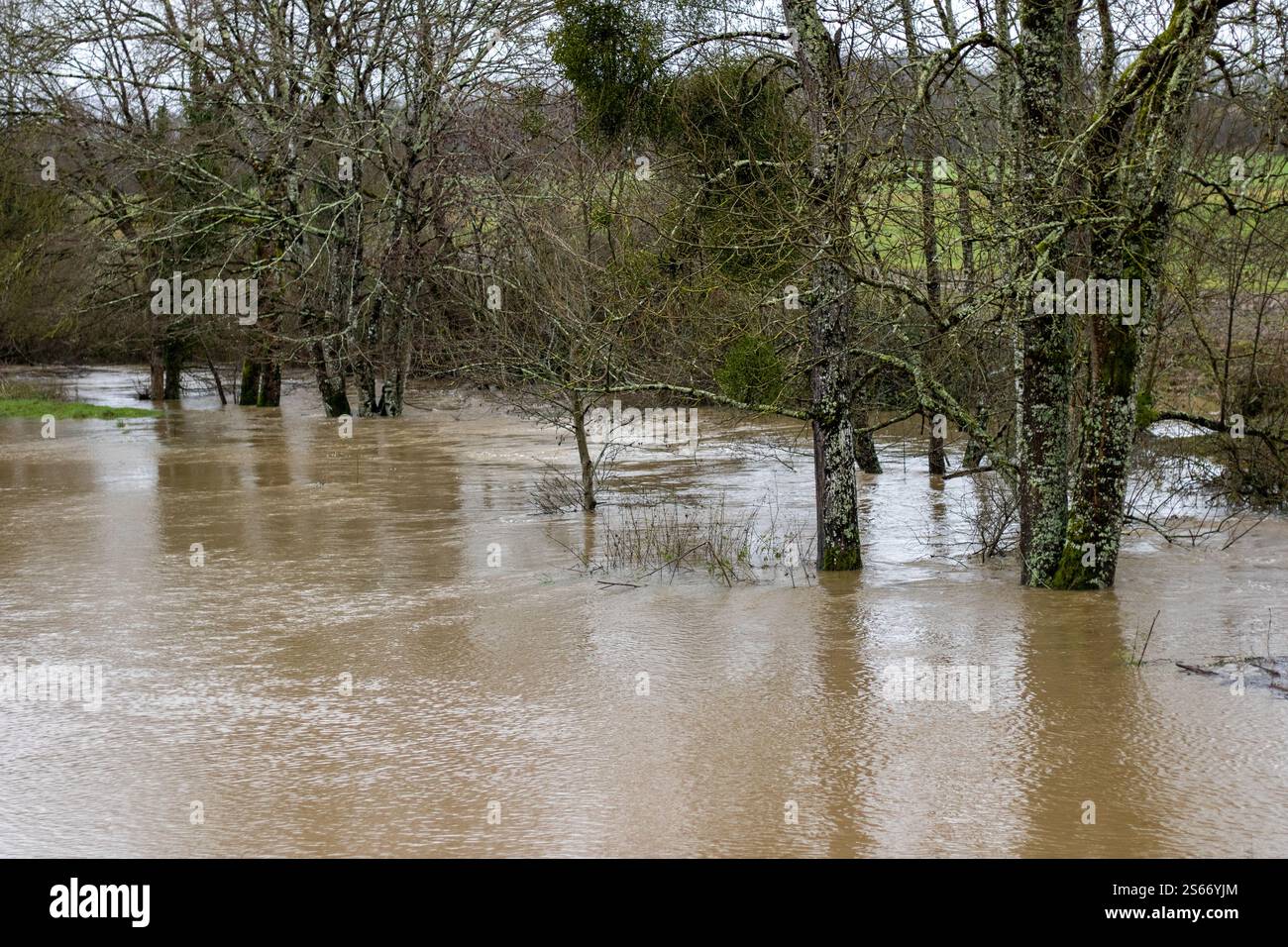 High water, flooded tree in countryside Stock Photo - Alamy