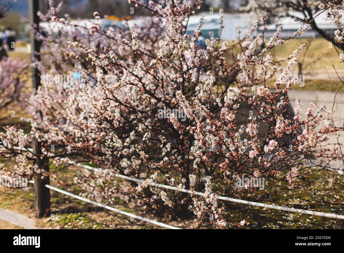 Cherry blossom in South Korea, blooming sakura cherry trees in the ...