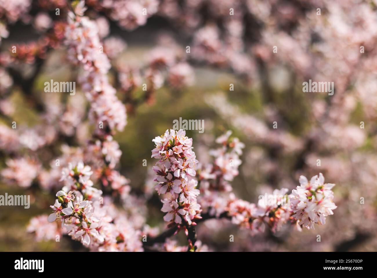 Cherry blossom in South Korea, blooming sakura cherry trees in the ...