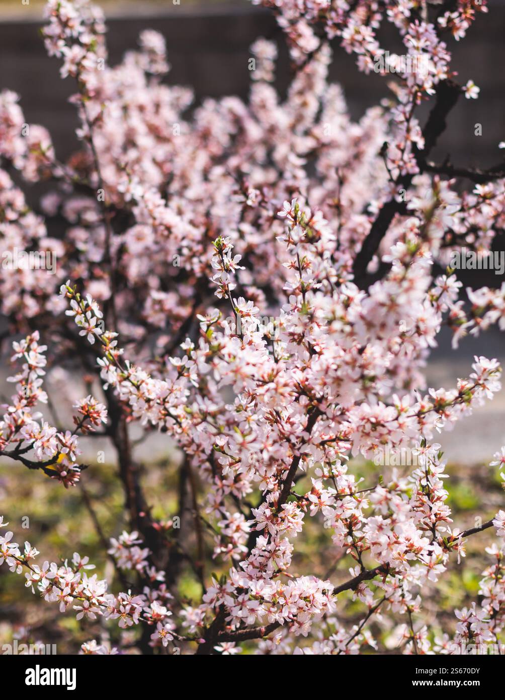 Cherry blossom in South Korea, blooming sakura cherry trees in the ...