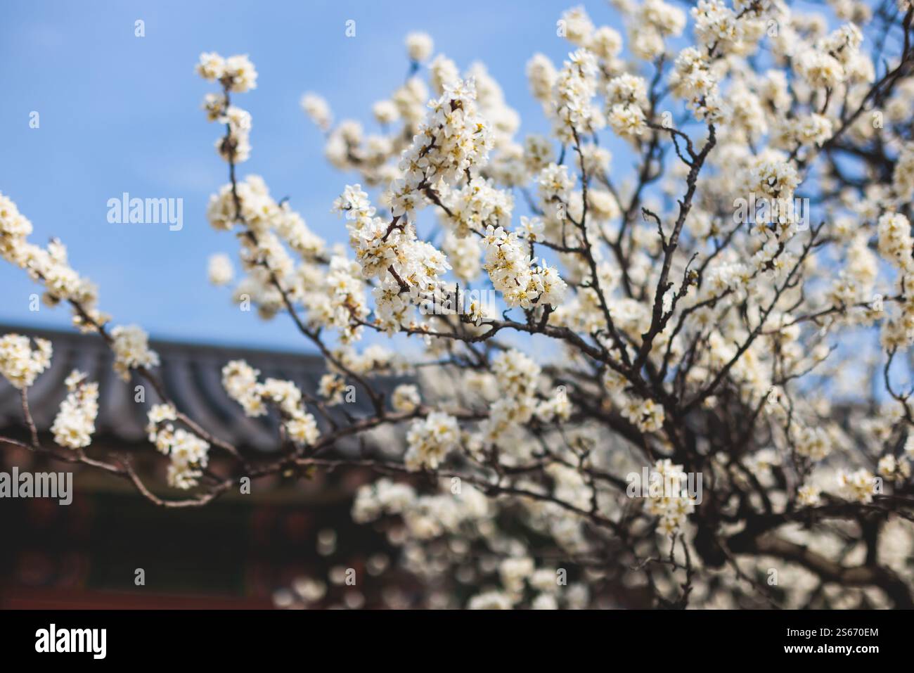 Cherry blossom in South Korea, blooming sakura cherry trees in the ...
