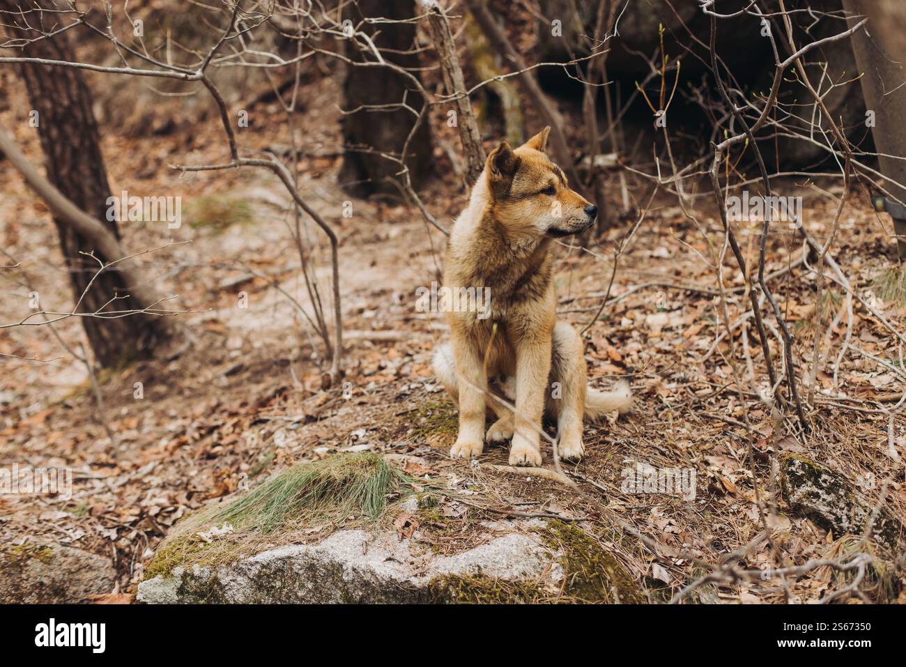 Bukhansan National Park, Seoul, Gyeonggi-do, South Korea, spring ...