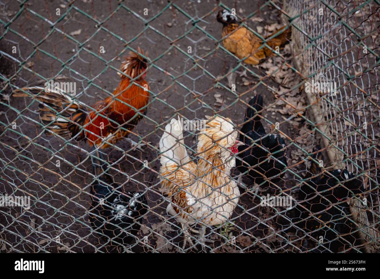 A group of different chickens in the cage. Birds deprived of freedom ...