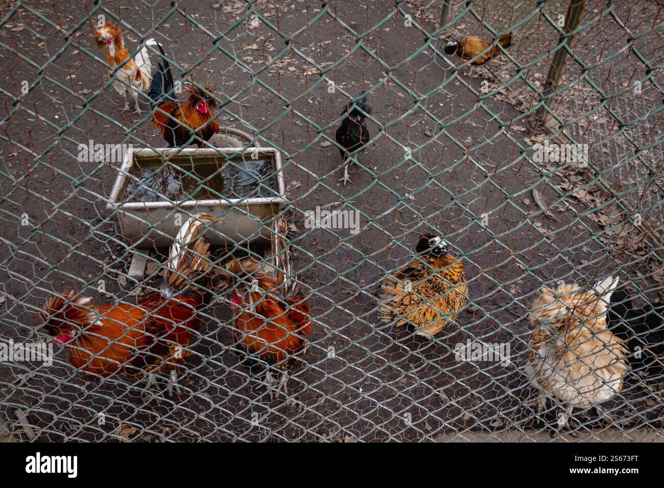 Agroup of chickens in the Zoo. Birds deprived of freedom Stock Photo ...
